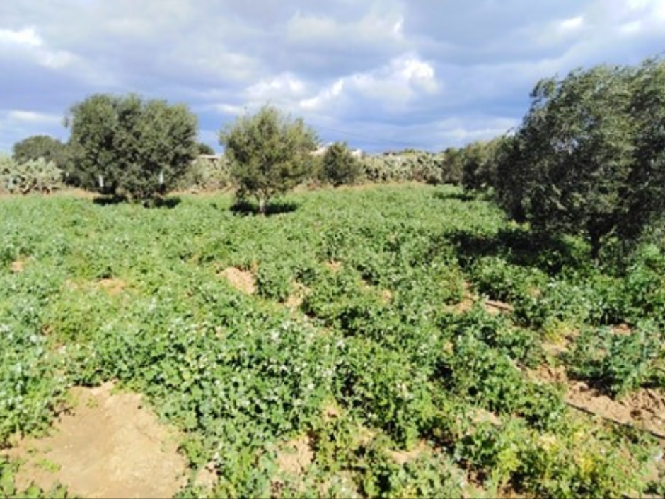 Terrain Agricole Vendre Tunisie